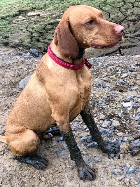 Hungarian Vizsla Welfare Charity – Hungarian Vizsla Club